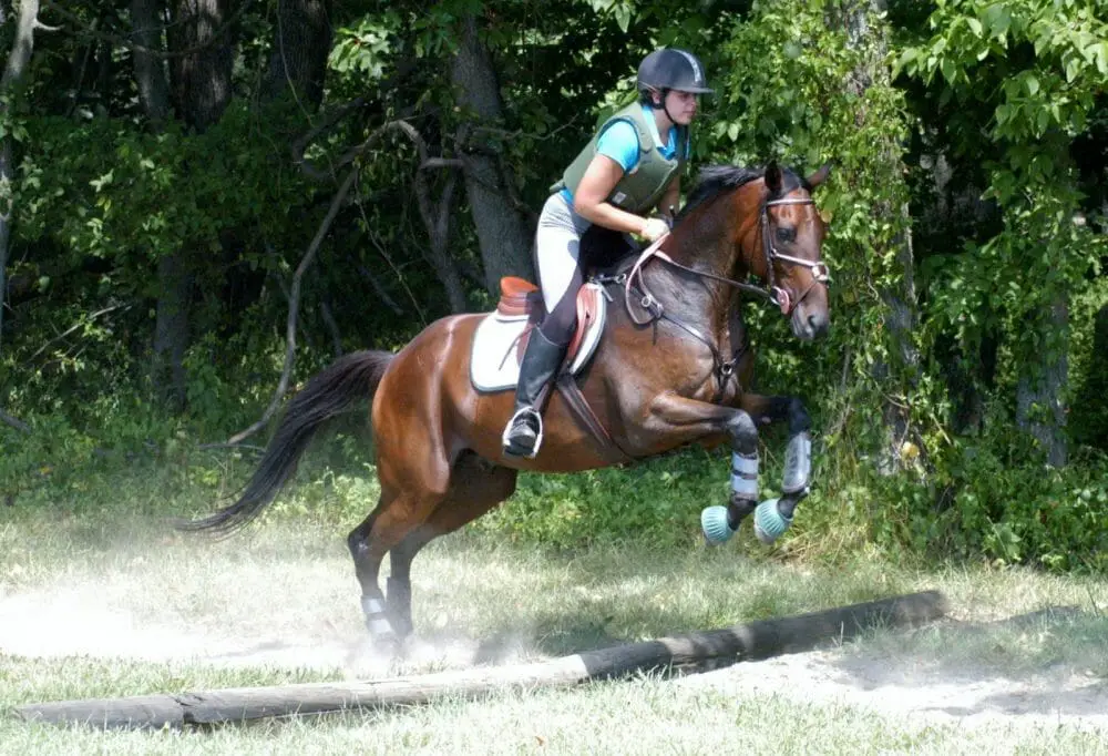 Tall & Short English Equestrian Boots: The Ultimate Buyer’s Guide