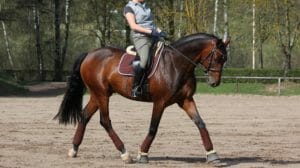 How To Effectively Ask Your Horse To Canter