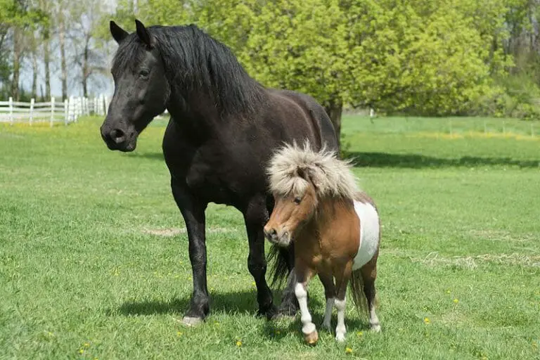 The 12 Differences Between Horses And Ponies: What You Should Know ...