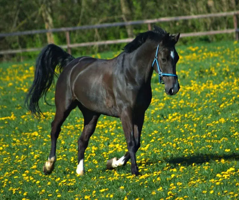 Complete Guide To Horse Coat Colors & Patterns: FAQ's Included