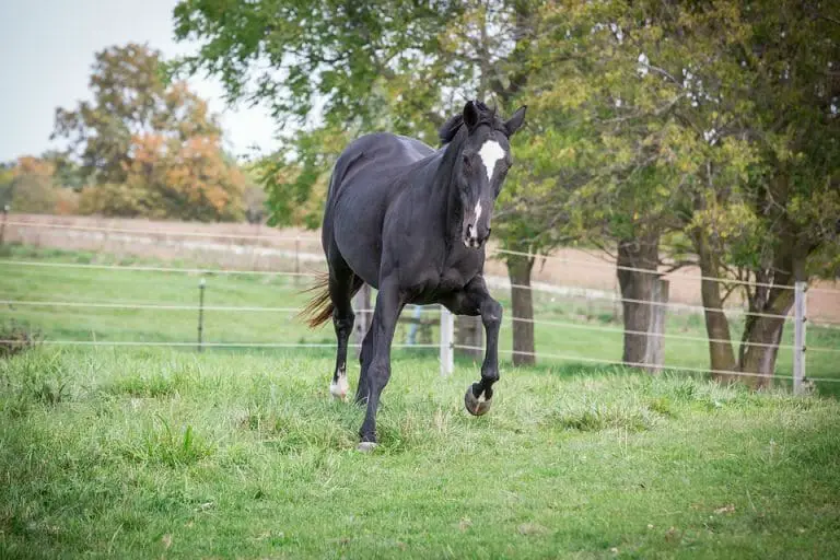 Types of Horse Boarding: What You Need To Know