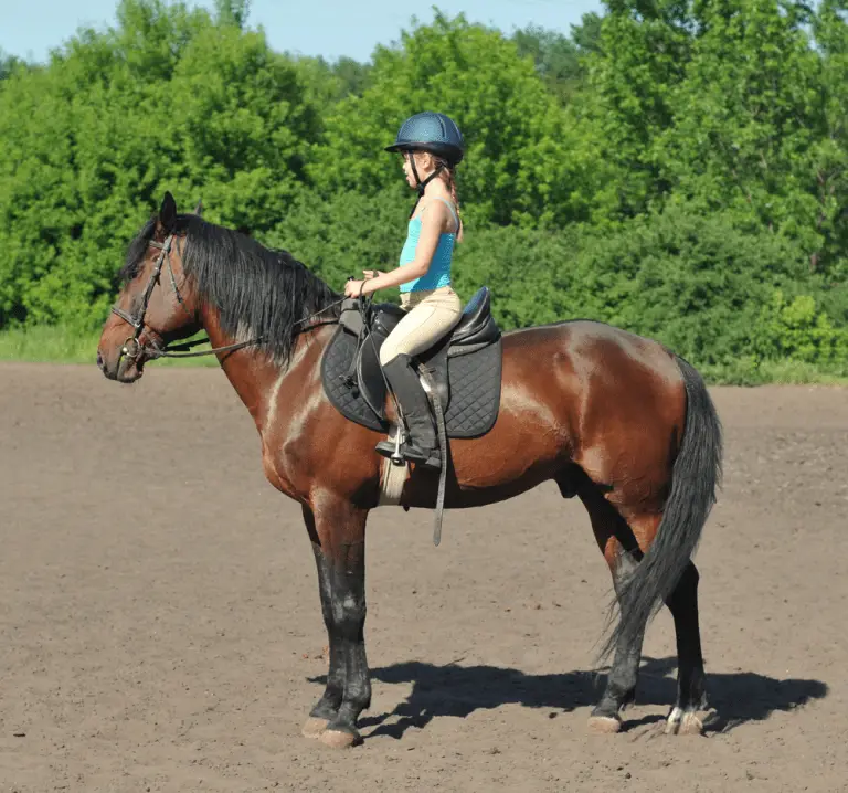 How To Ride A Horse For Beginners: Ultimate Guide