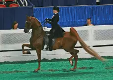 The Different Disciplines Of English Riding