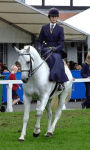 The Different Disciplines Of English Riding