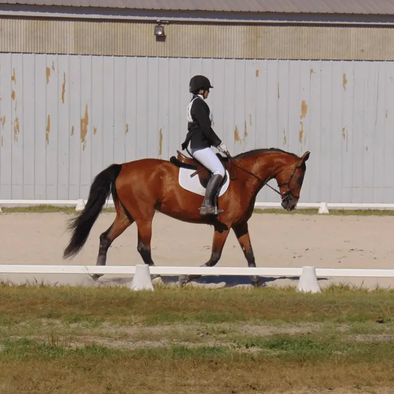 Horseback Riding Looks Easy: The Truth About Riding