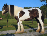 557 Best Horse Names Of 2023: By Color, Personality, Famous, Historical ...