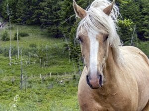 27 Interesting Palomino Horse Facts With Beautiful Pictures & Some Extras