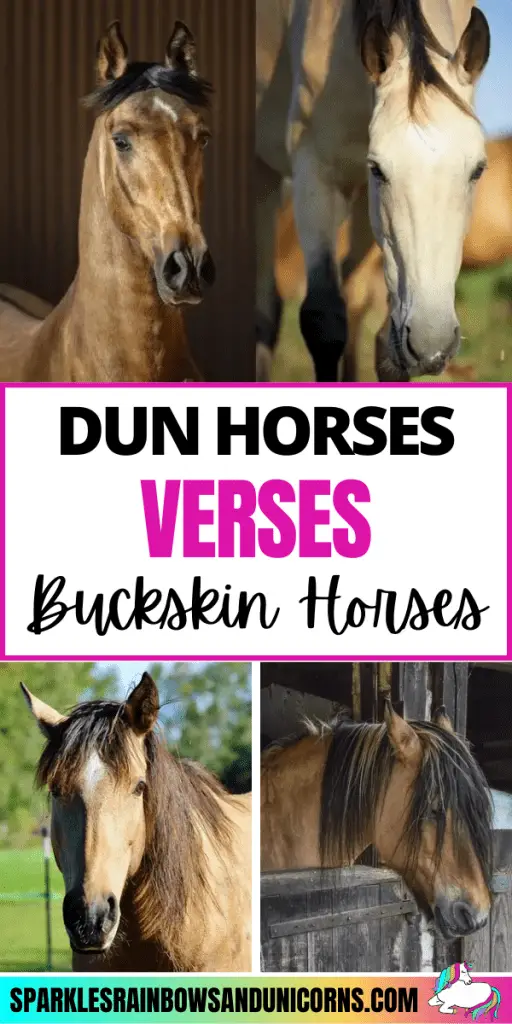 Learn 10 Facts, Differences & Color Shades Of Buckskin & Dun Horses ...