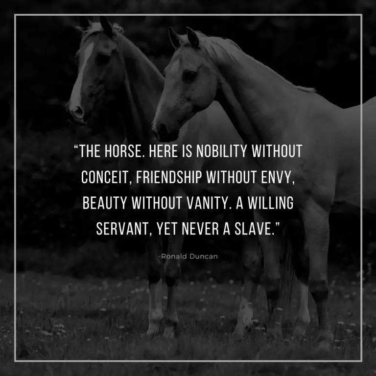 100 Inspirational Quotes with Horse Pictures To Lift You Up