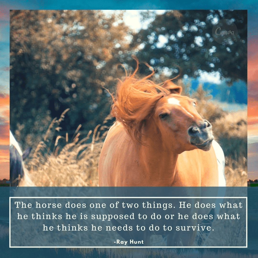 100 Inspirational Quotes with Horse Pictures To Lift You Up