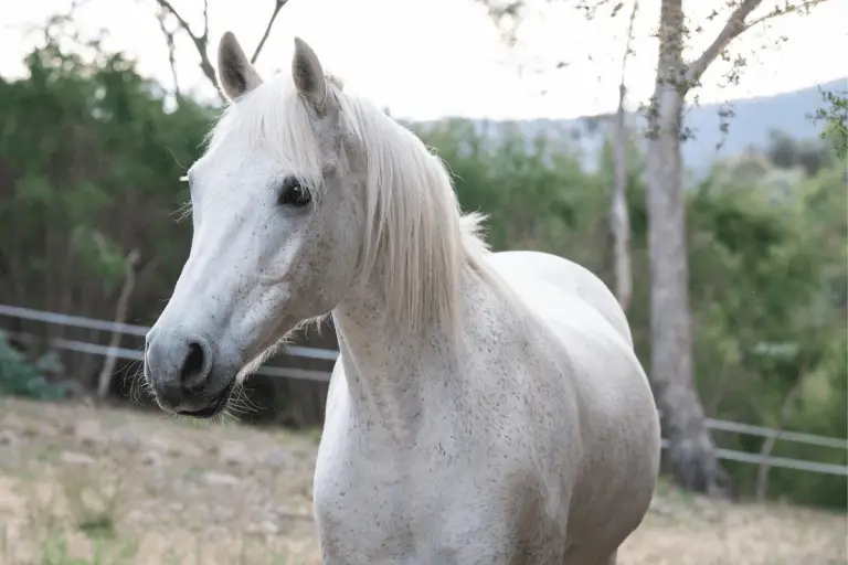 What Is A Flea Bitten Grey Horse? Grey Horse Breeds, Facts, Colors & Photos