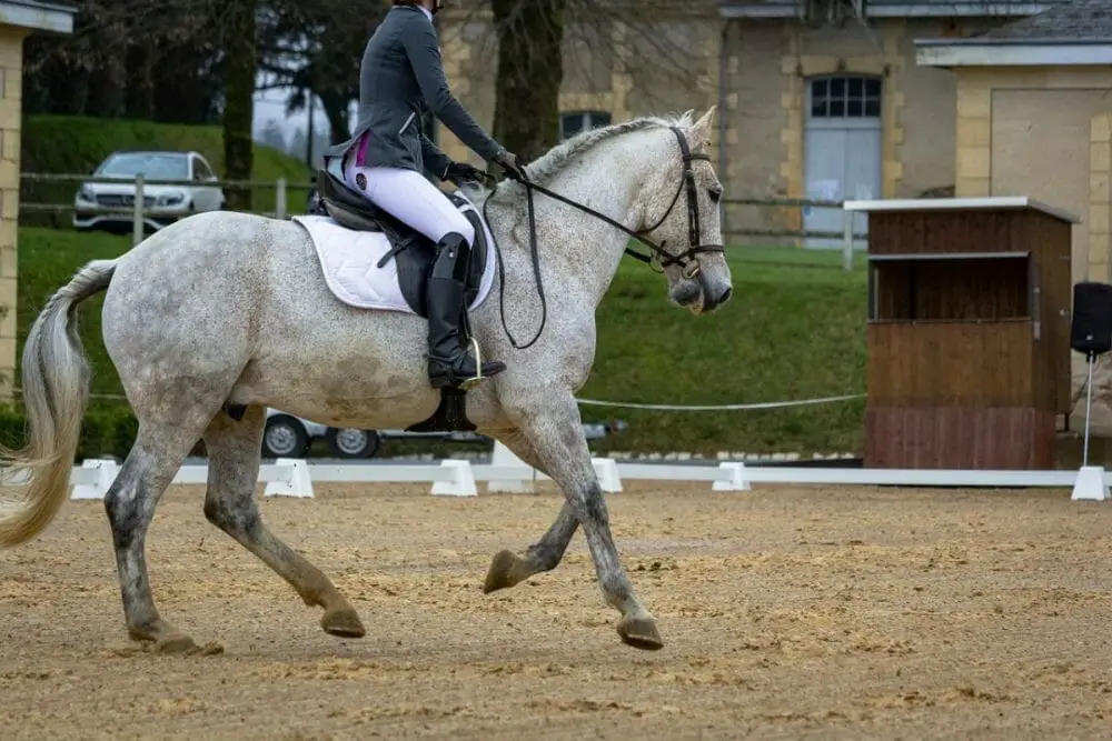 How To Stop Bouncing At The Canter: A Guide For Sitting The Canter