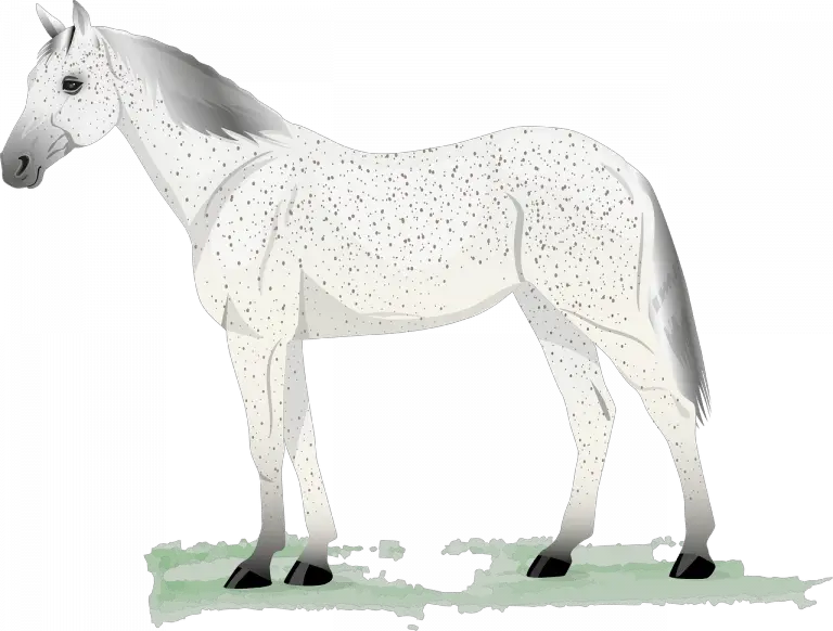 What Is A Flea Bitten Grey Horse? Grey Horse Breeds, Facts, Colors & Photos