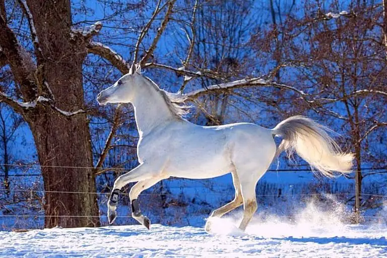 Complete Guide To Horse Coat Colors & Patterns: FAQ's Included