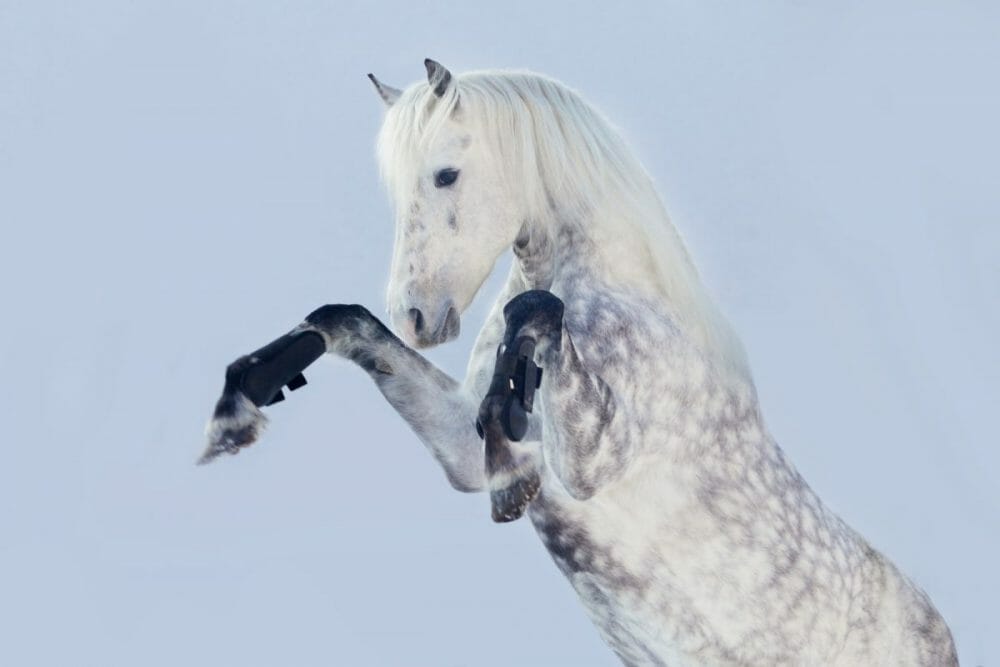 21 Dapple Grey Horse Facts: Including Photos, Breeds And Resources