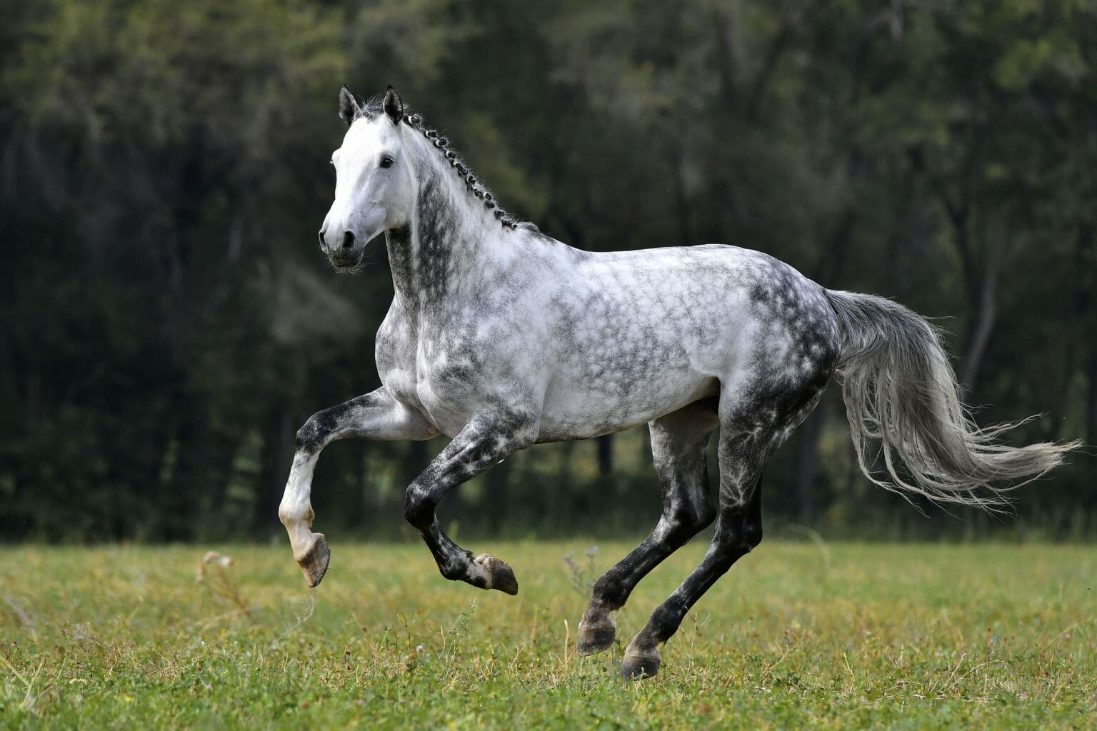 16 Dapple Grey Horse Facts With Beautiful Pictures | Breeds List ...