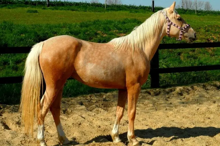 Complete Guide To Horse Coat Colors & Patterns: FAQ's Included