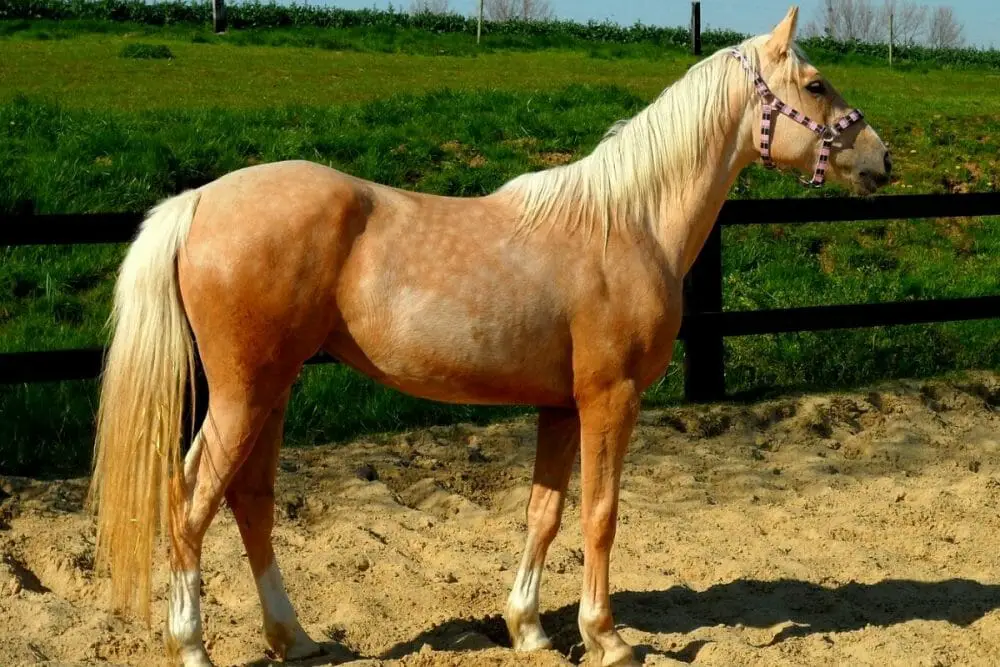 Complete Guide To Horse Coat Colors & Patterns: FAQ's Included