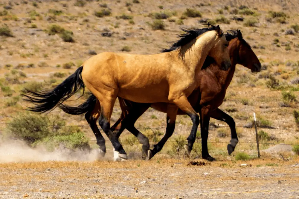 Complete Guide To Horse Coat Colors & Patterns: FAQ's Included