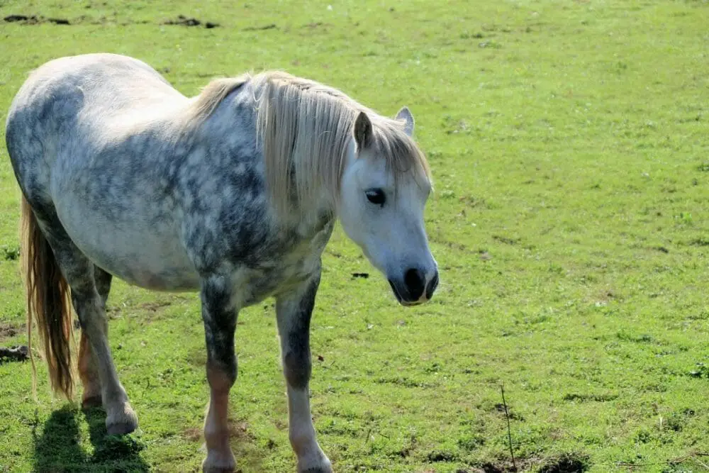 21 Dapple Grey Horse Facts: Including Photos, Breeds And Resources