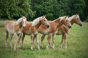 Complete Guide To Horse Coat Colors & Patterns: FAQ's Included