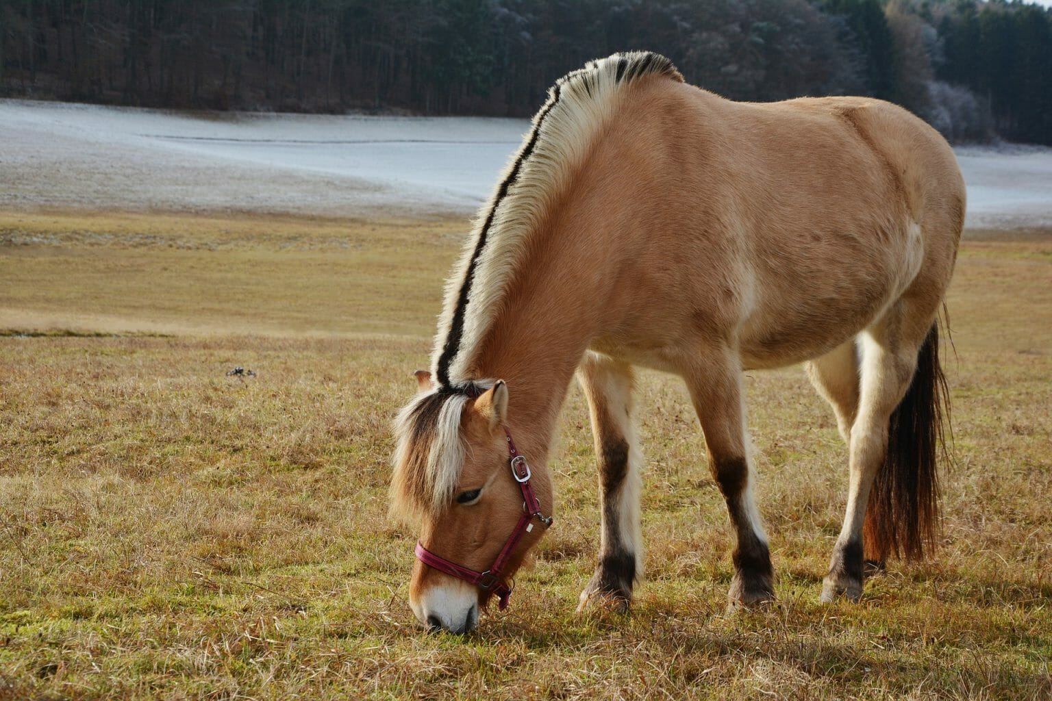 Complete Guide To Horse Coat Colors & Patterns: FAQ's Included