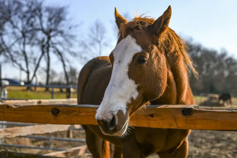 Complete Guide To Horse Coat Colors & Patterns: FAQ's Included