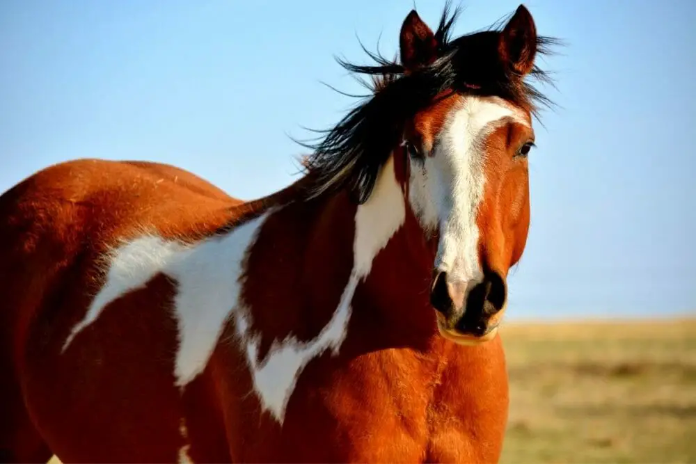 Horse Coat Patterns for the American Paint Horse