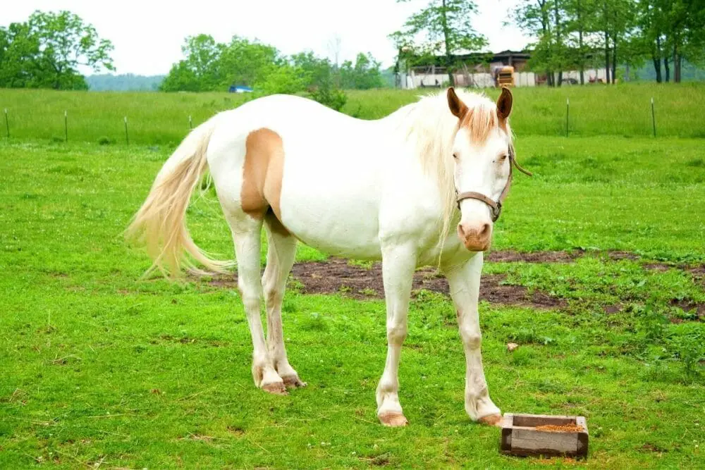 Horse Coat Patterns for the American Paint Horse