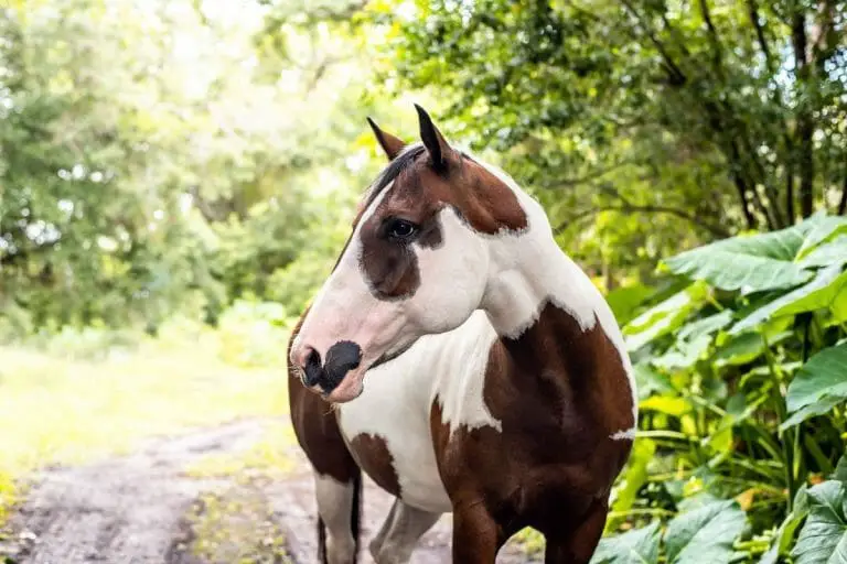 Horse Coat Patterns for the American Paint Horse