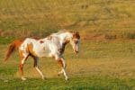 Horse Coat Patterns for the American Paint Horse
