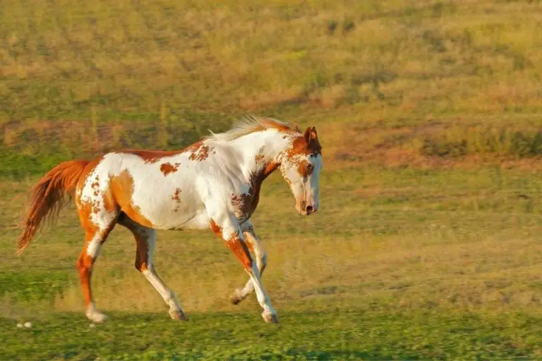 Horse Coat Patterns for the American Paint Horse