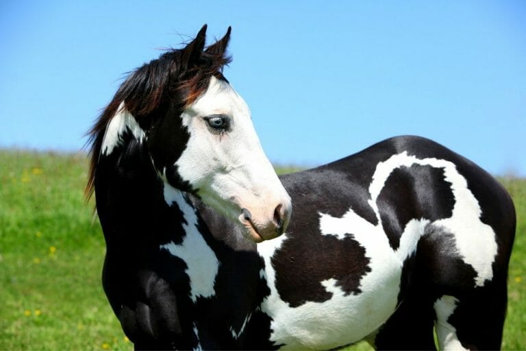 Horse Coat Patterns for the American Paint Horse