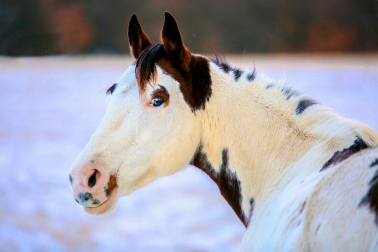 Horse Coat Patterns for the American Paint Horse