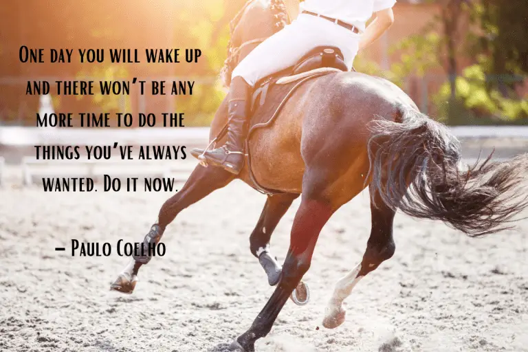 100 Inspirational Quotes with Horse Pictures To Lift You Up