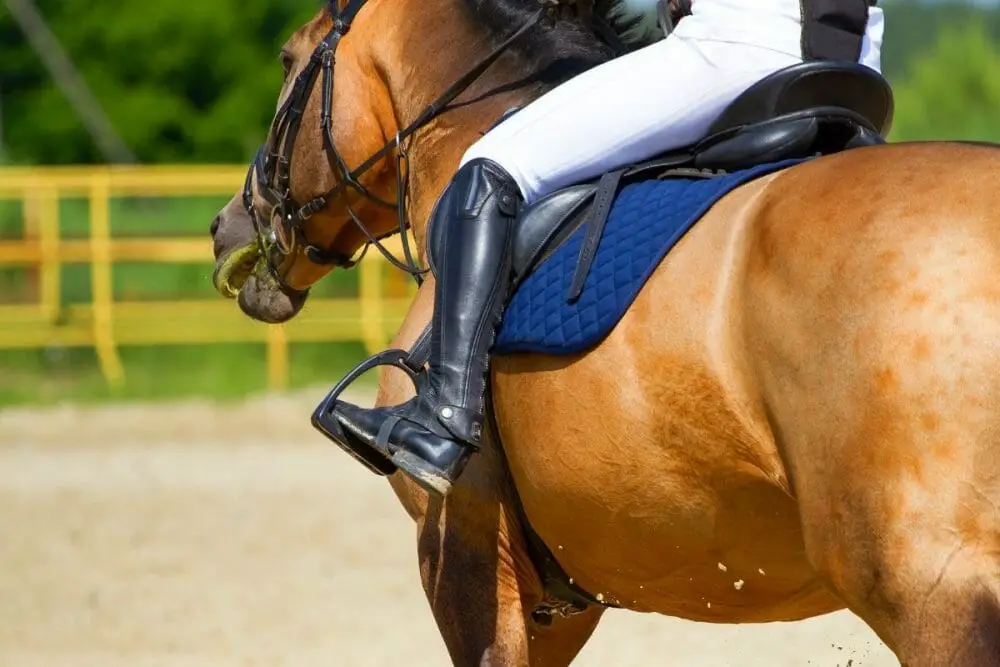 Tall & Short English Equestrian Boots: The Ultimate Buyer’s Guide