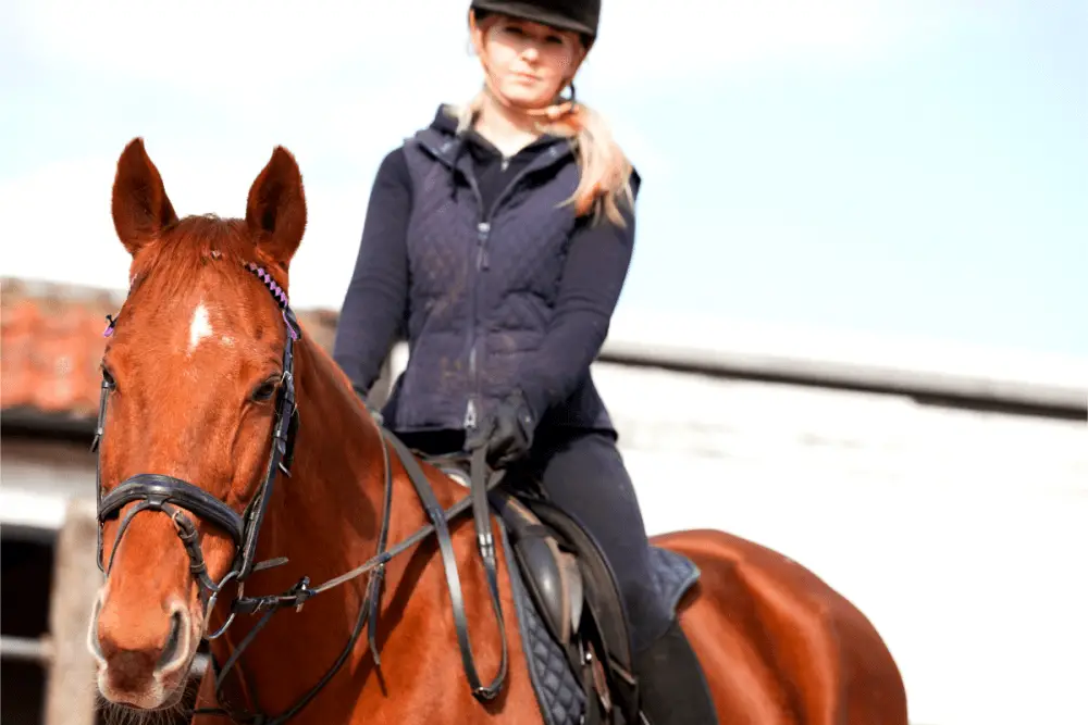 Basic Horse Riding Aids Cheat Sheet