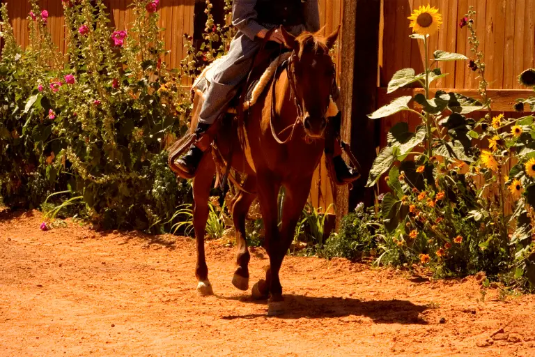 Basic Horse Riding Aids Cheat Sheet