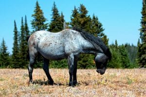 Blue Roan Horse (Everything You Need To Know!)