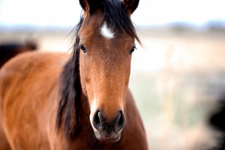 Horse Face and Leg Markings Chart