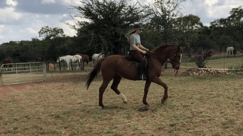 7 Ways To Benefit From Fun Simple Dressage Exercises | Includes 5 Easy ...