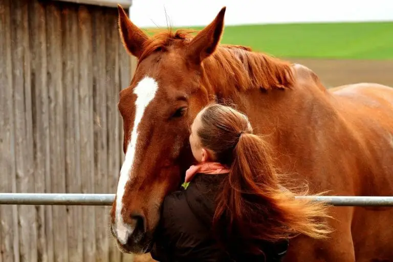 Horse Communication 101: Equine Psychology Series Part 5