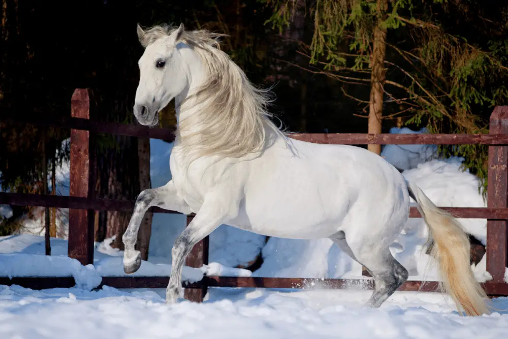 Andalusian Horses: Horse Breed Information