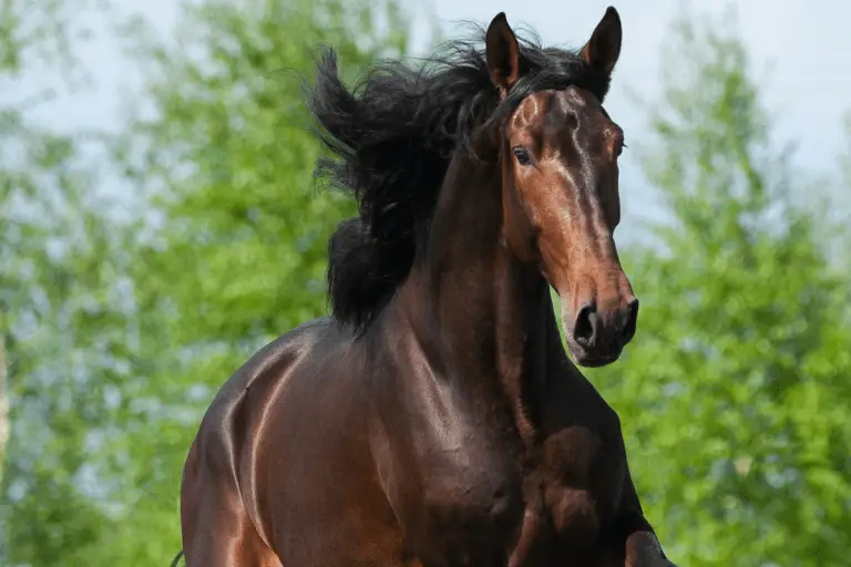 Andalusian Horses: Horse Breed Information
