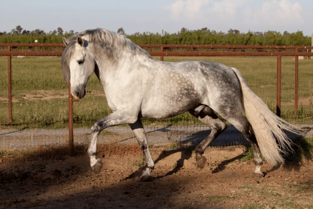Andalusian Horses: Horse Breed Information