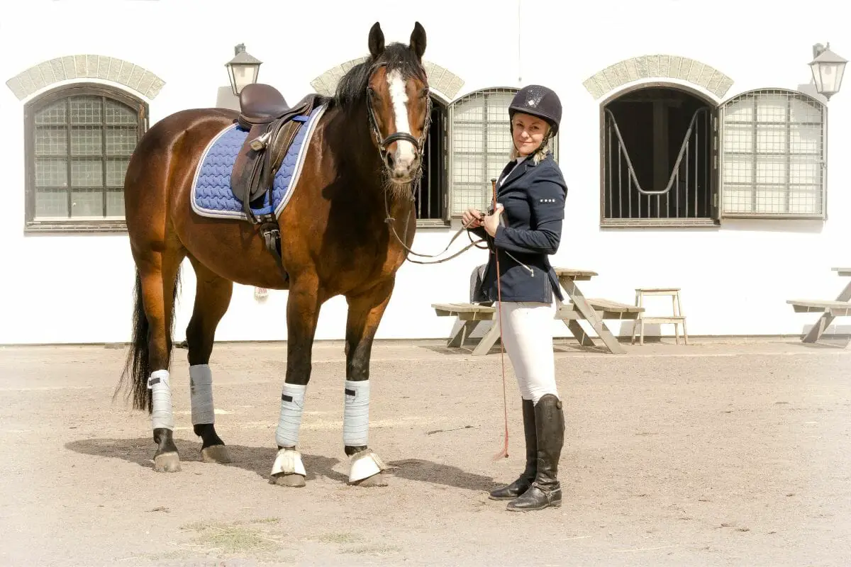 Ultimate Horse Buying Checklist: 17 Steps When You're Buying Your First ...
