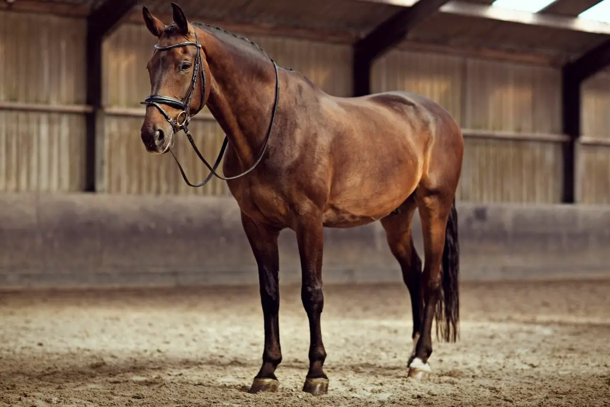 Ultimate Horse Buying Checklist: 17 Steps When You're Buying Your First ...