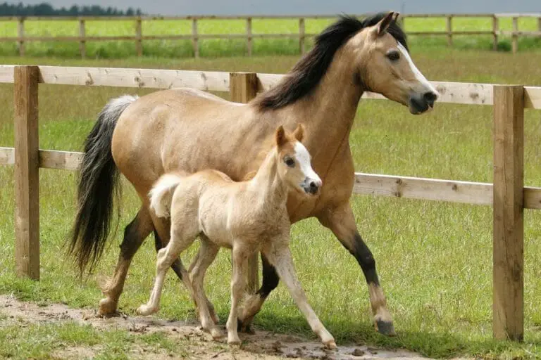 Horse Gender & Age Terms: Explained For Beginners
