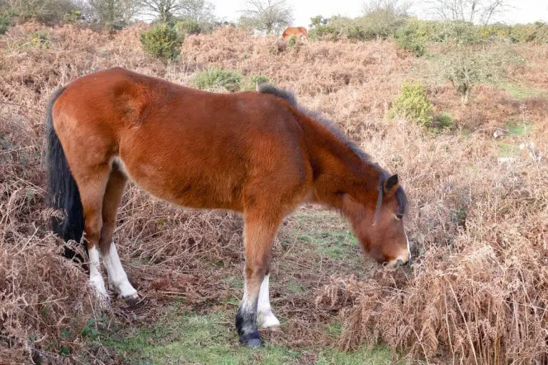 Wild Bay Horses: Description, Facts & Photo Gallery