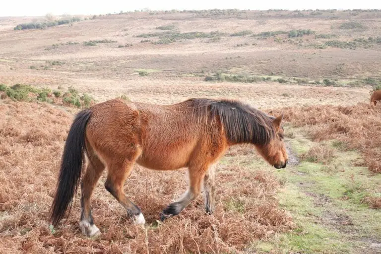Wild Bay Horses: Description, Facts & Photo Gallery